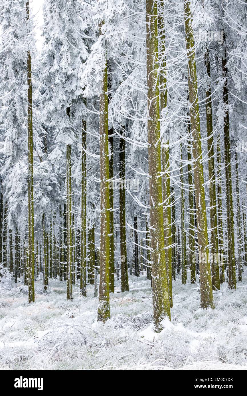 Winter landscape in the high fens in the Belgium Ardennes. A unique ...