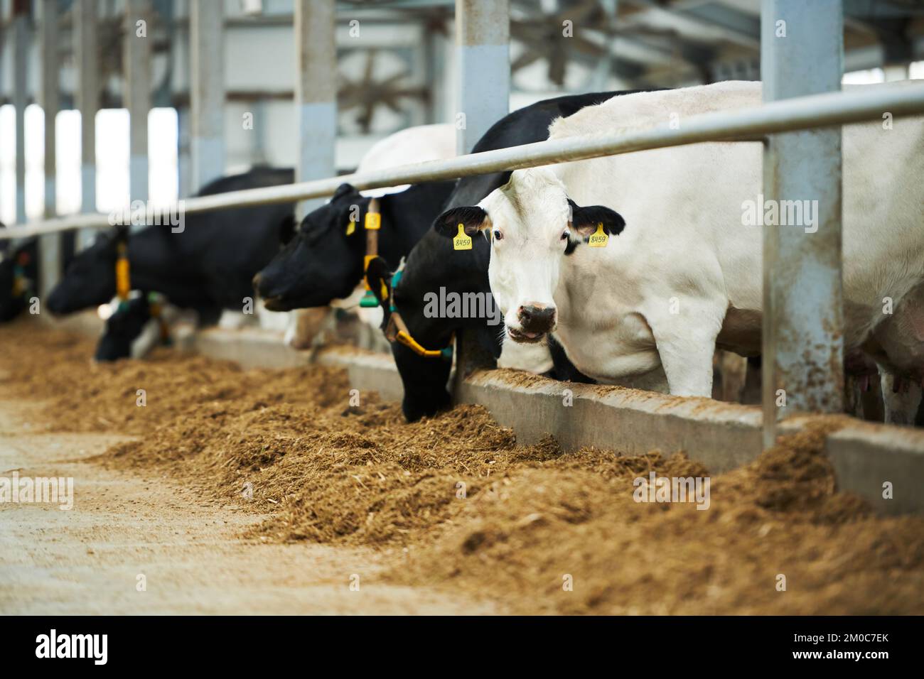 Group of purebred milk cows standing in cowshed and having fresh food put in feeder by workers ...