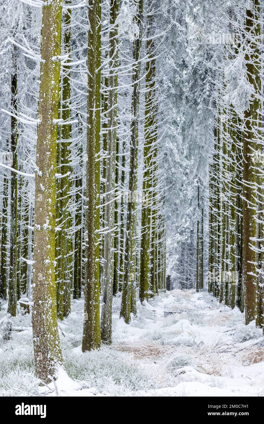 Winter landscape in the high fens in the Belgium Ardennes. A unique ...
