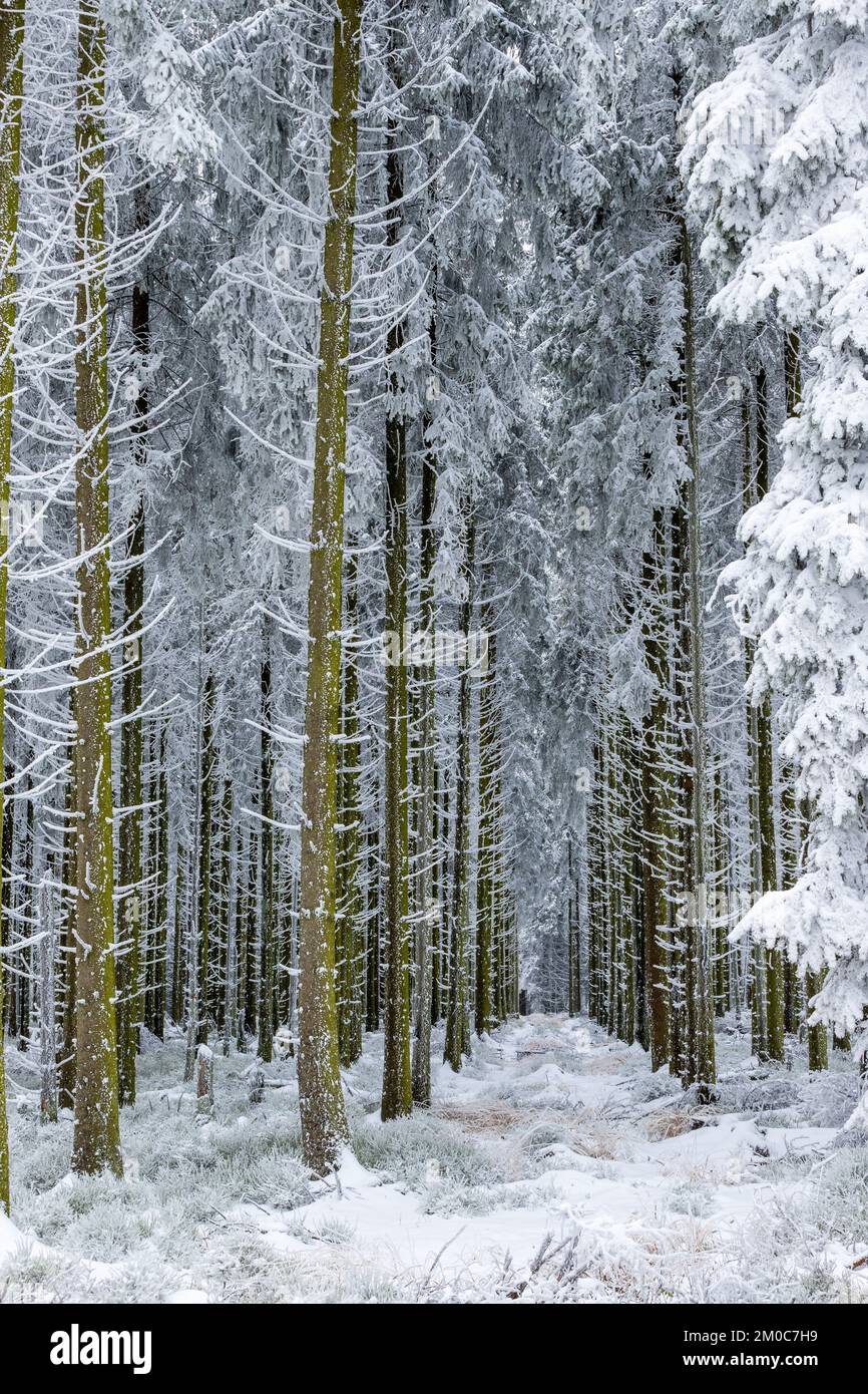 Winter landscape in the high fens in the Belgium Ardennes. A unique ...
