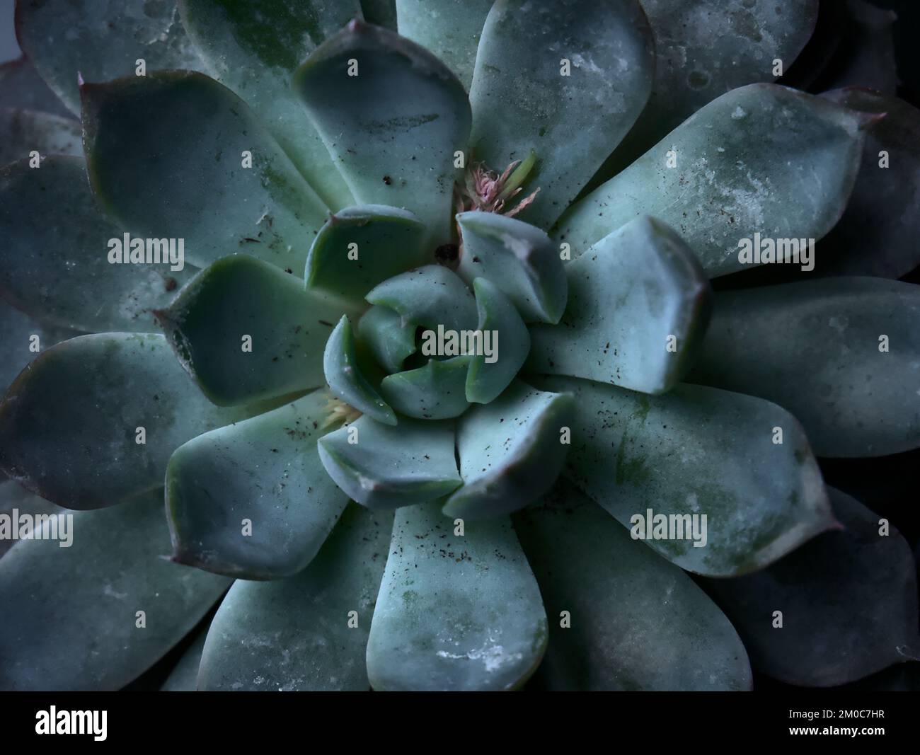 A Green Cactus Plant in a Cold Atmosphere Stock Photo - Alamy
