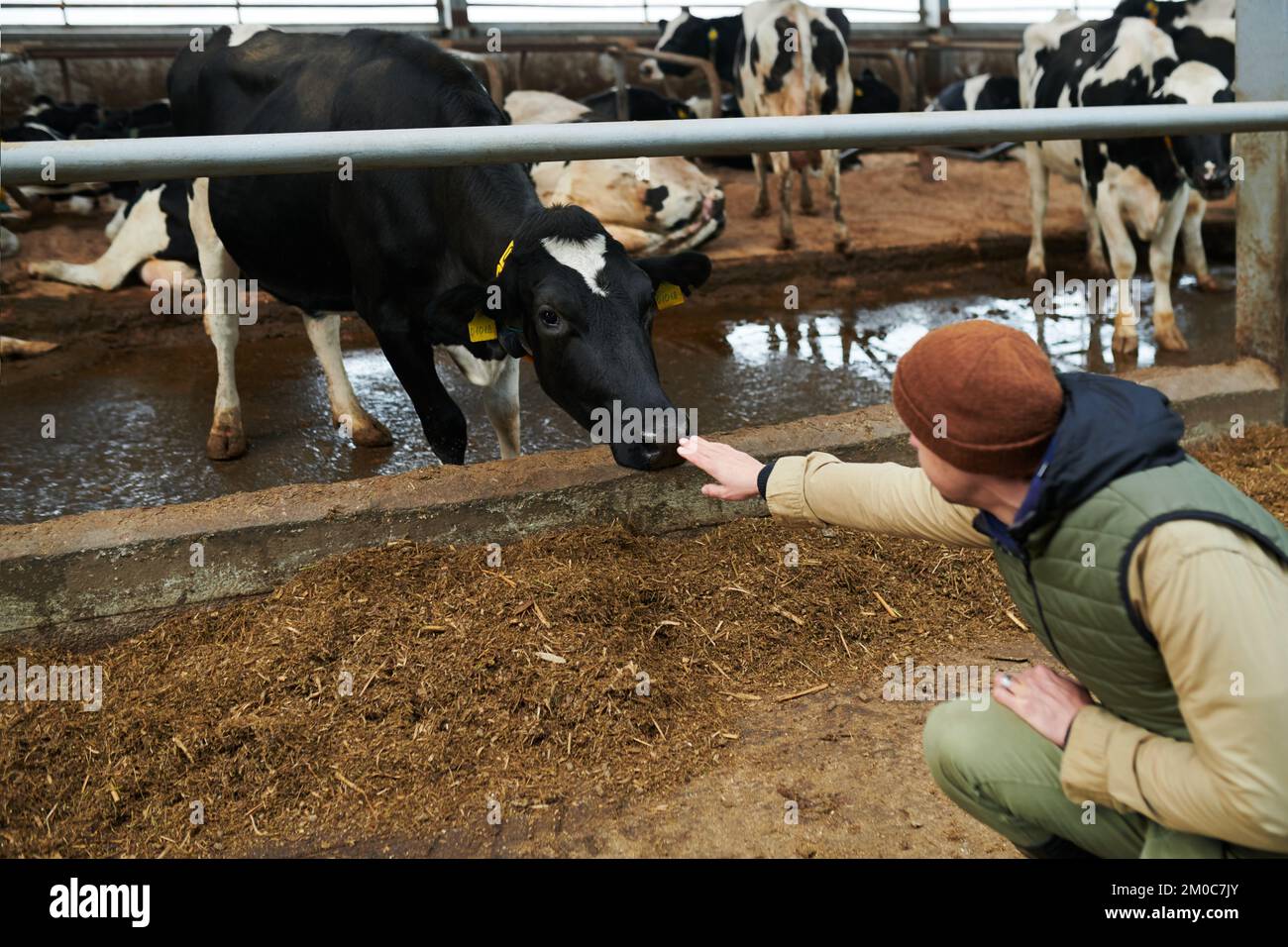 Young worker of modern cowfarm sitting on squats in front of cowshed ...