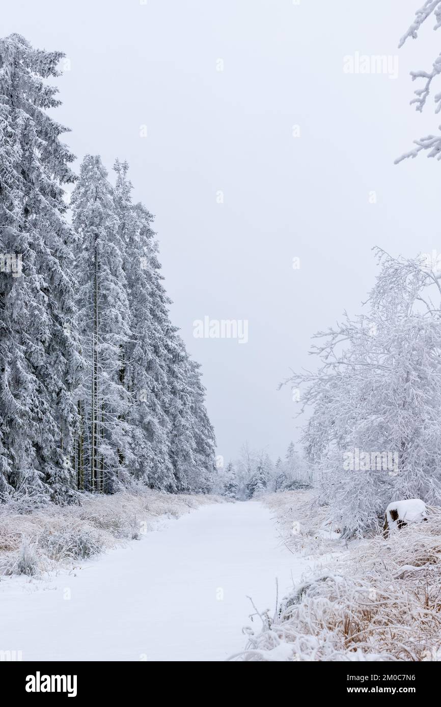 Winter landscape in the high fens in the Belgium Ardennes. A unique ...