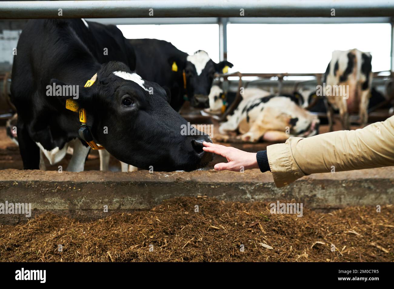 Young worker of cowfarm touching nose of black milk cow while ...