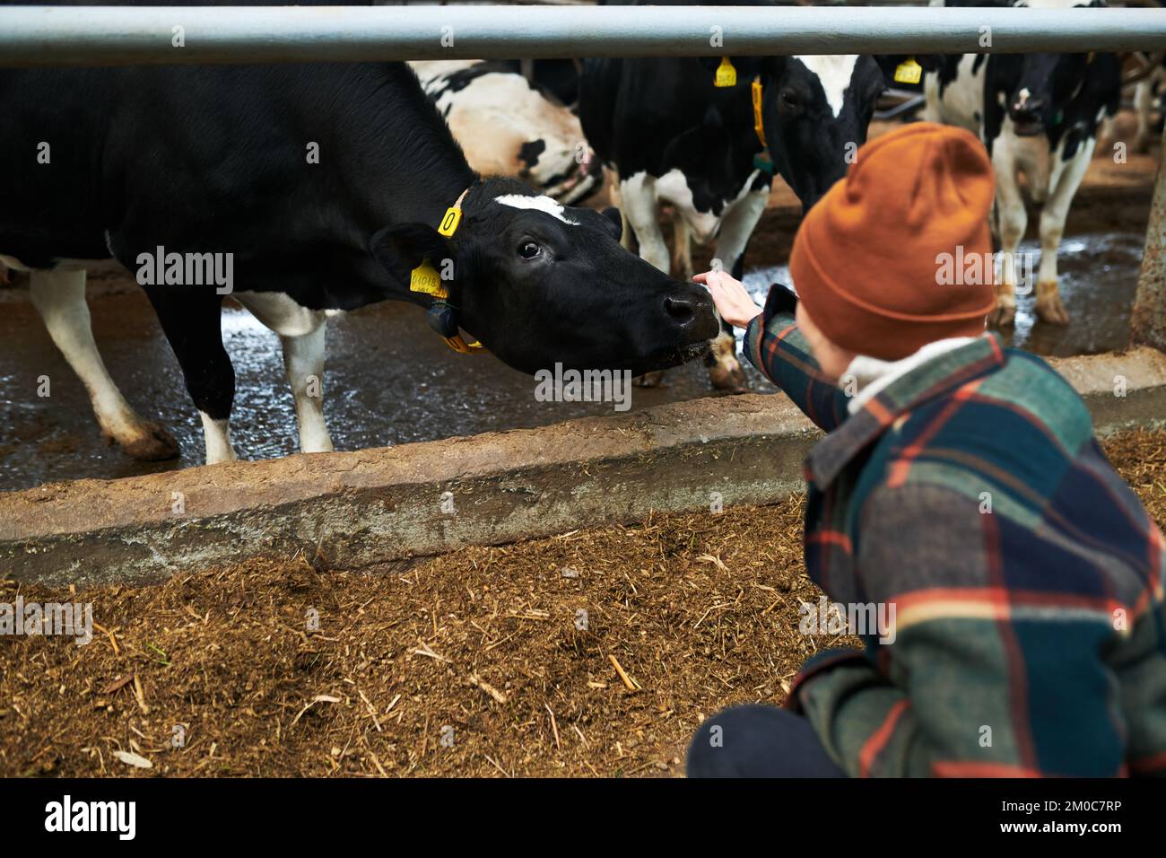 Rear view of young female worker of cowfarm stretching arm to one of ...