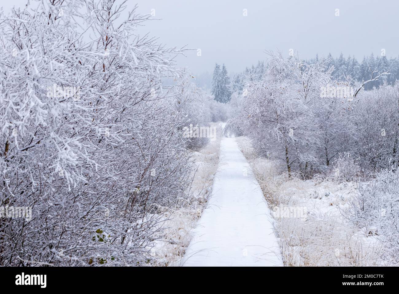 Winter landscape in the high fens in the Belgium Ardennes. A unique ...
