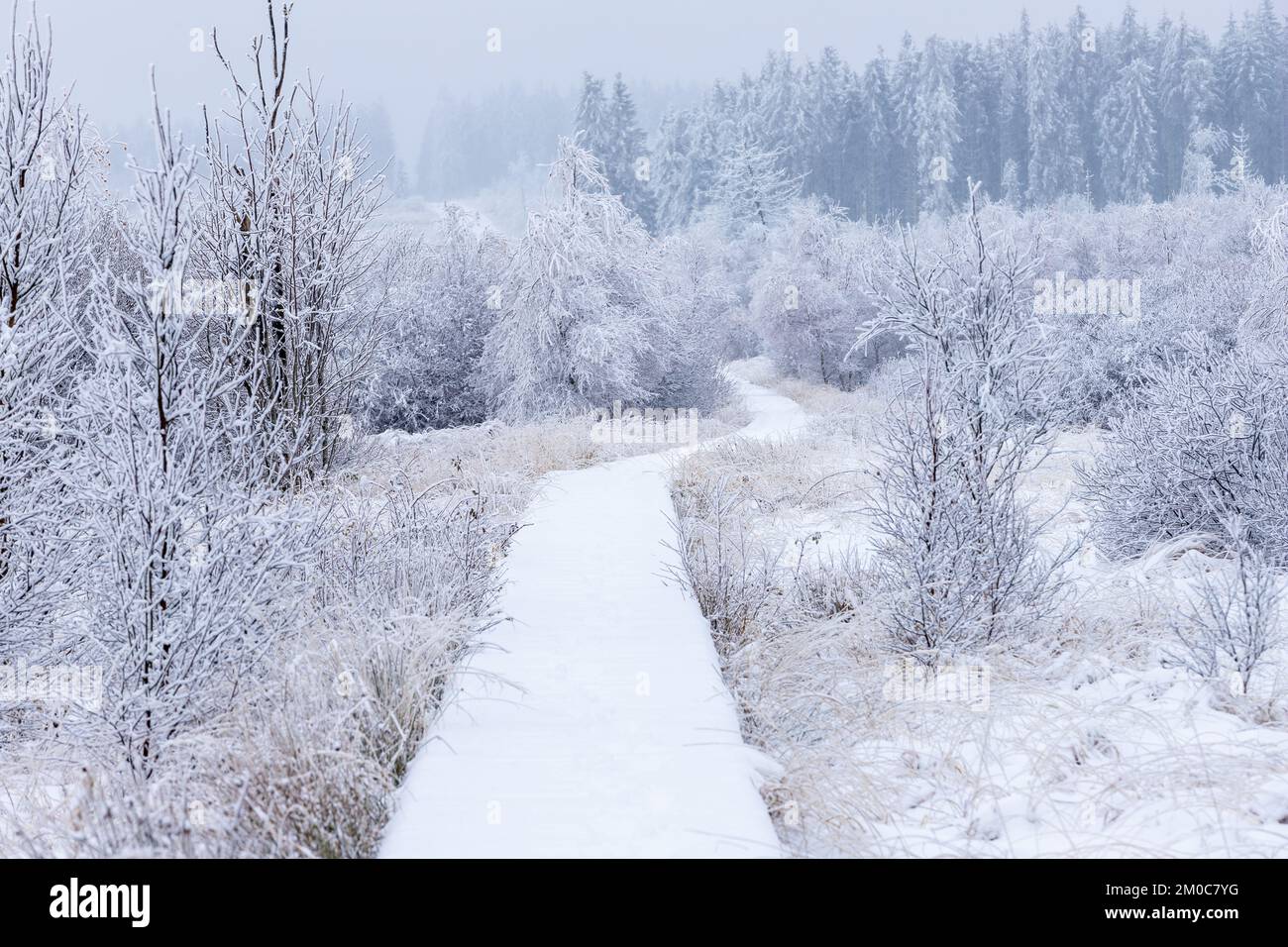 Winter landscape in the high fens in the Belgium Ardennes. A unique ...