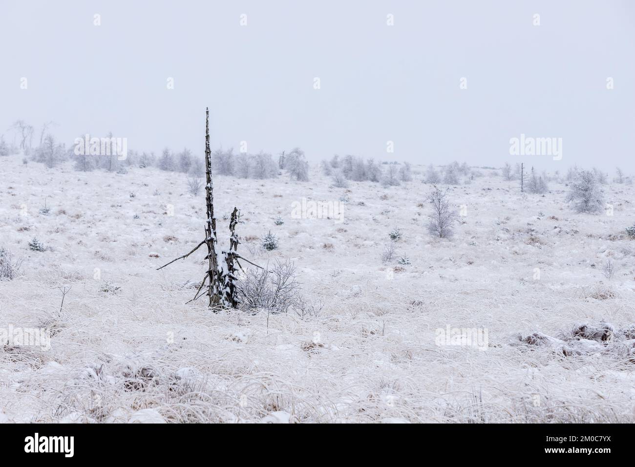 Winter landscape in the high fens in the Belgium Ardennes. A unique ...