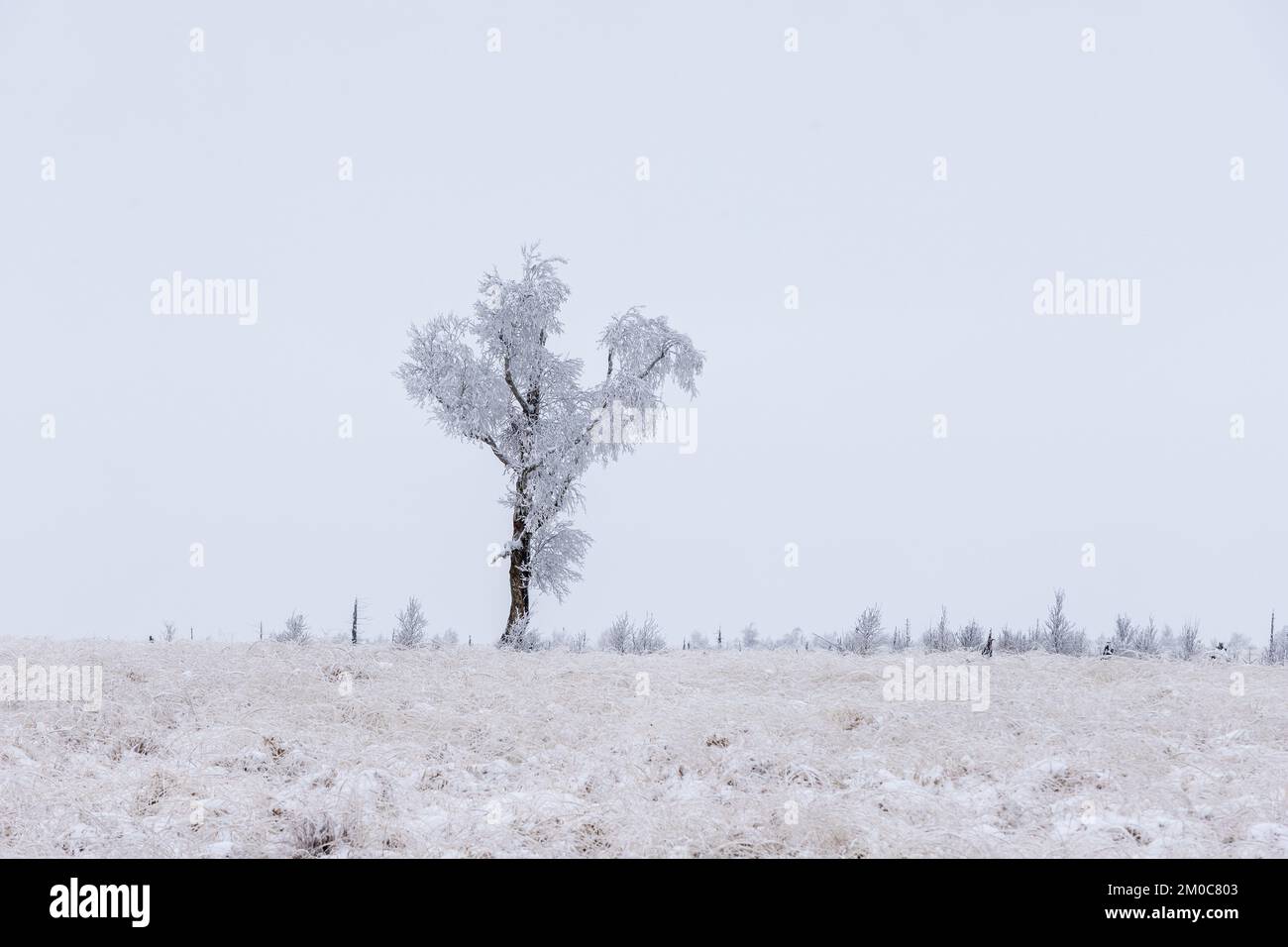 Winter landscape in the high fens in the Belgium Ardennes. A unique ...