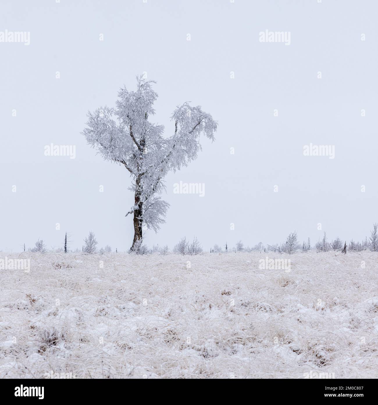 Winter landscape in the high fens in the Belgium Ardennes. A unique ...