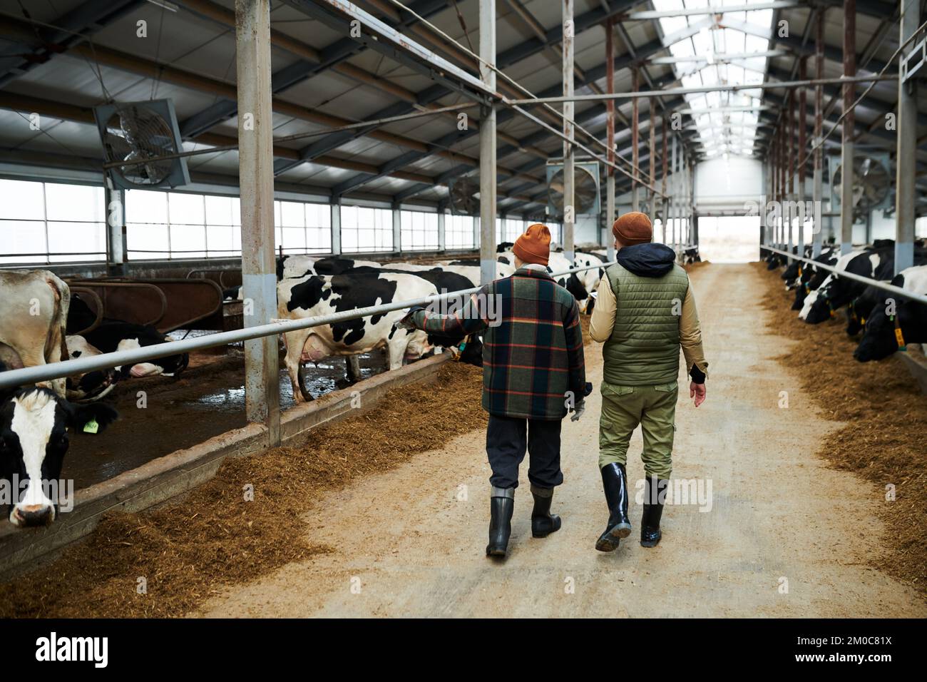 Back view of workerks of cowfarm moving along two cowsheds with dairy ...