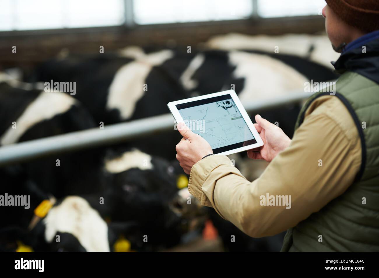 Close-up of young male worker of livestock farm with digital tablet ...