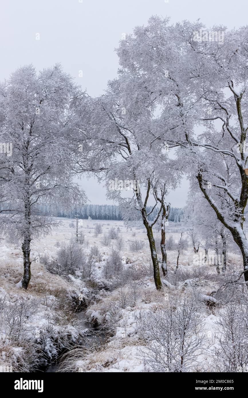 Winter landscape in the high fens in the Belgium Ardennes. A unique ...