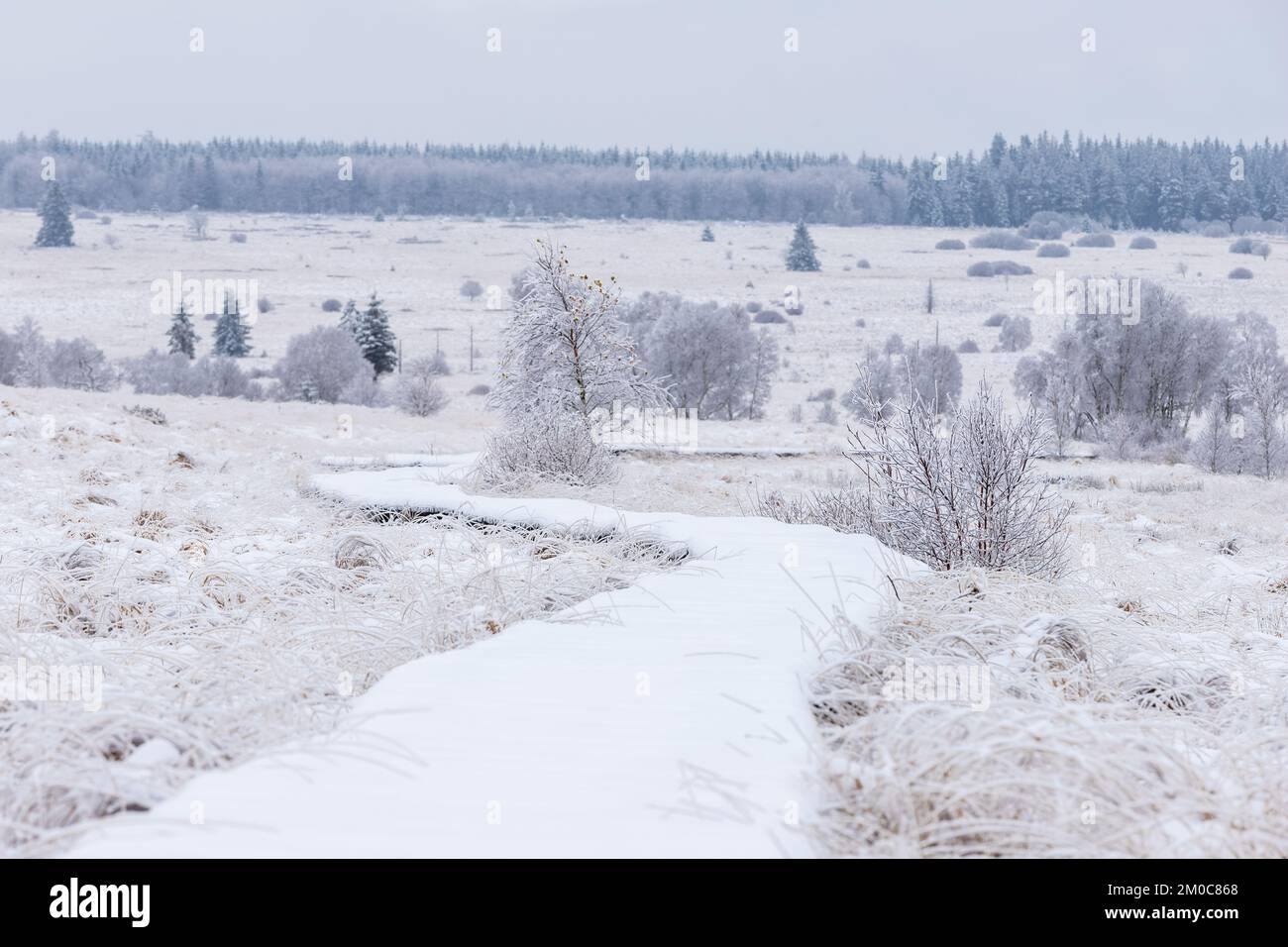 Winter landscape in the high fens in the Belgium Ardennes. A unique ...