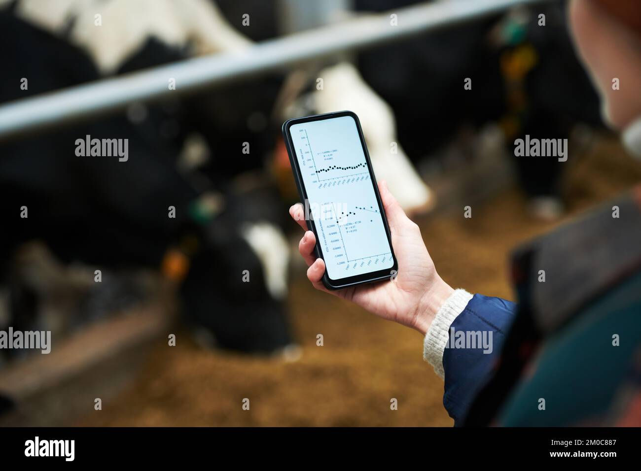 Hand of young female owner of modern cowfarm holding mobile phone with ...