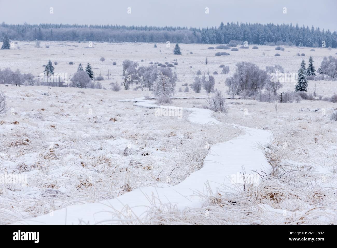 Winter landscape in the high fens in the Belgium Ardennes. A unique ...