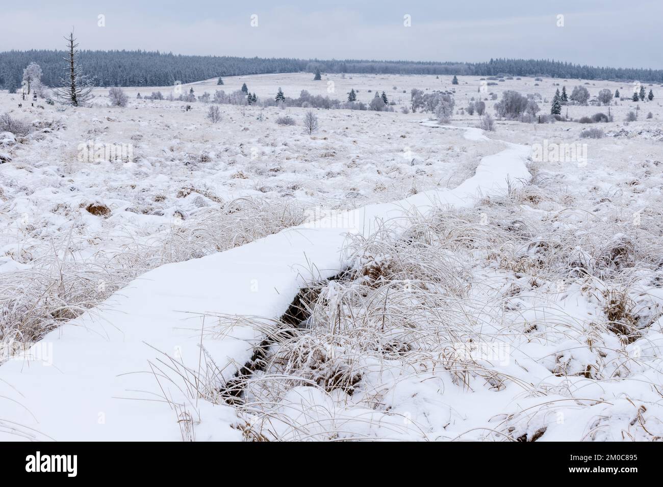 Winter landscape in the high fens in the Belgium Ardennes. A unique ...