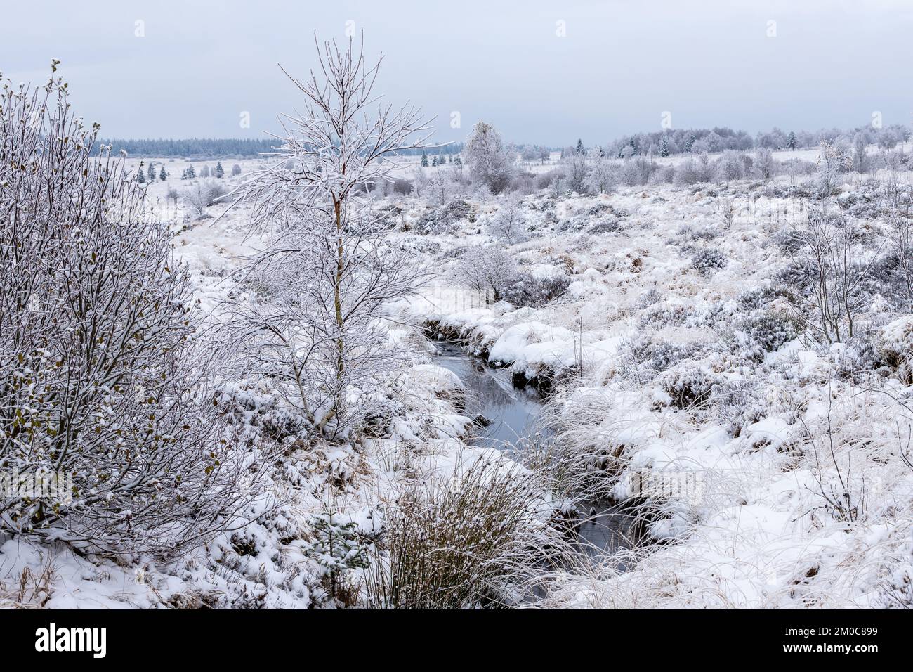 Winter landscape in the high fens in the Belgium Ardennes. A unique ...
