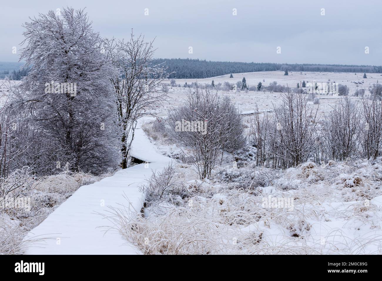 Winter landscape in the high fens in the Belgium Ardennes. A unique ...