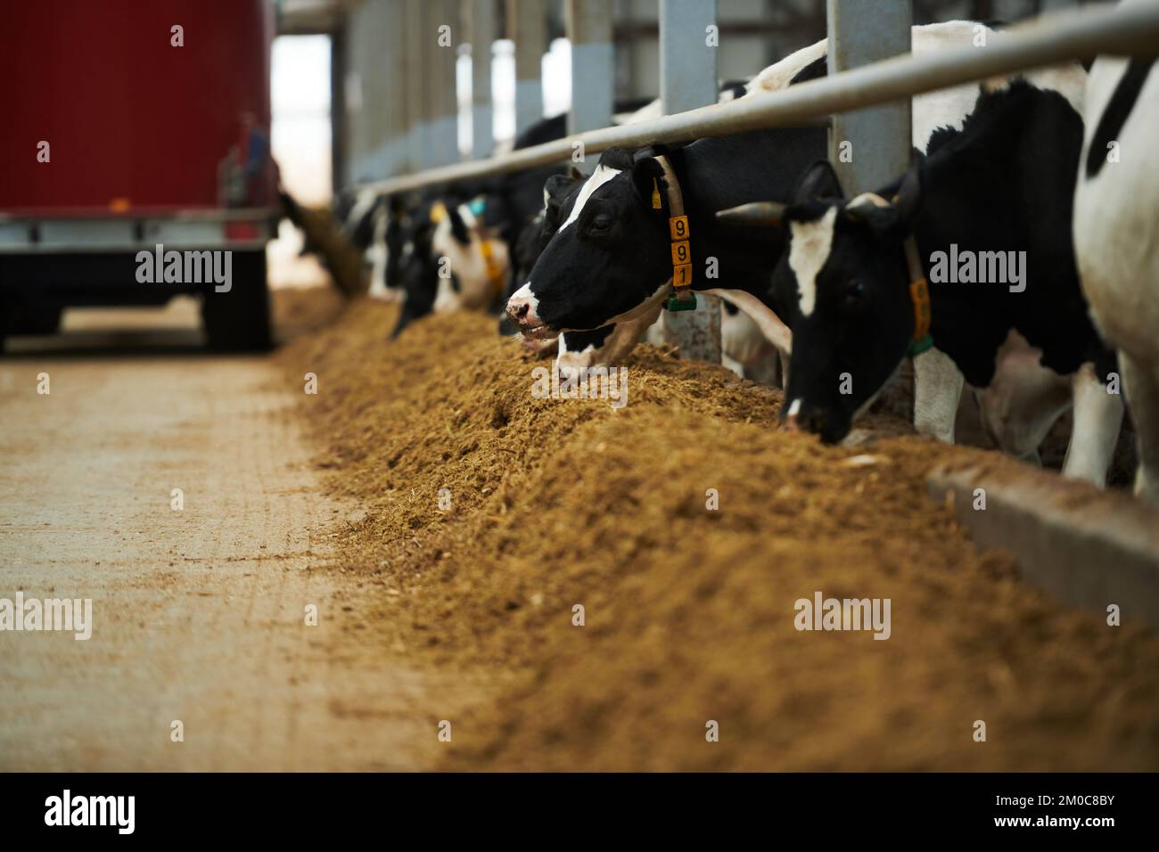 Focus on group of purebred dairy cows standing along cowshed and eating ...