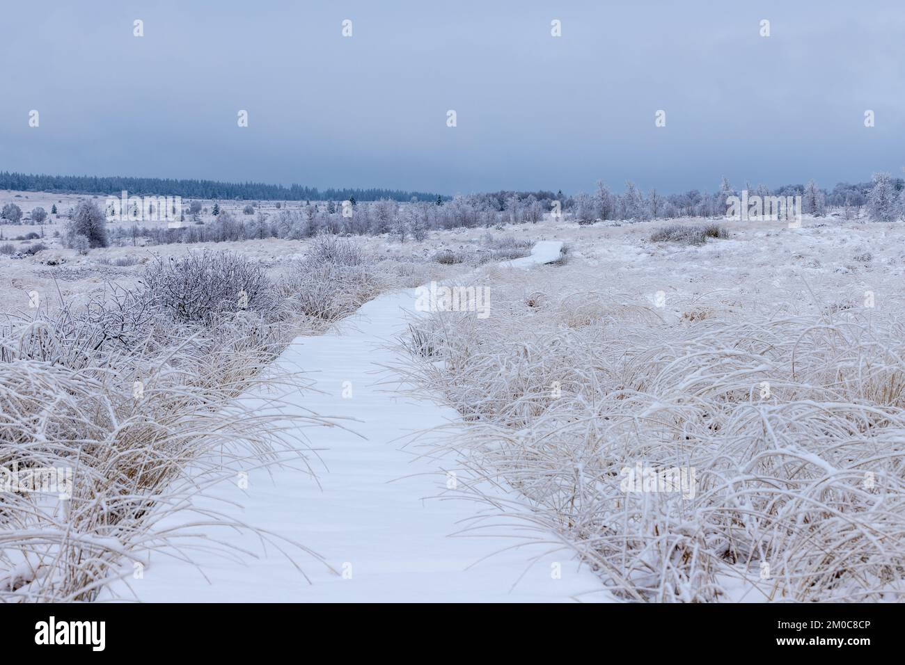 Winter landscape in the high fens in the Belgium Ardennes. A unique ...