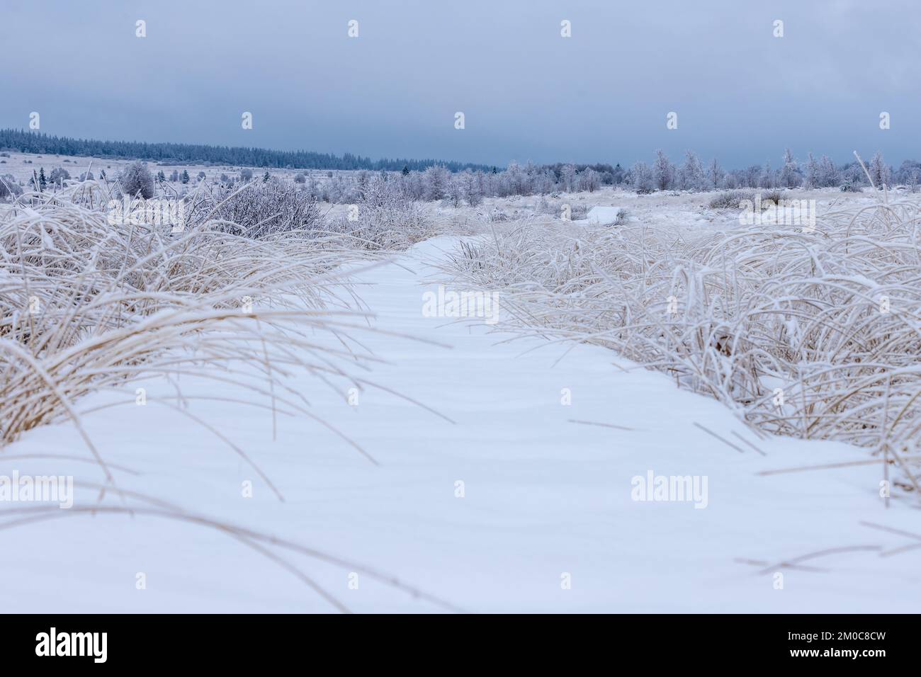 Winter landscape in the high fens in the Belgium Ardennes. A unique ...
