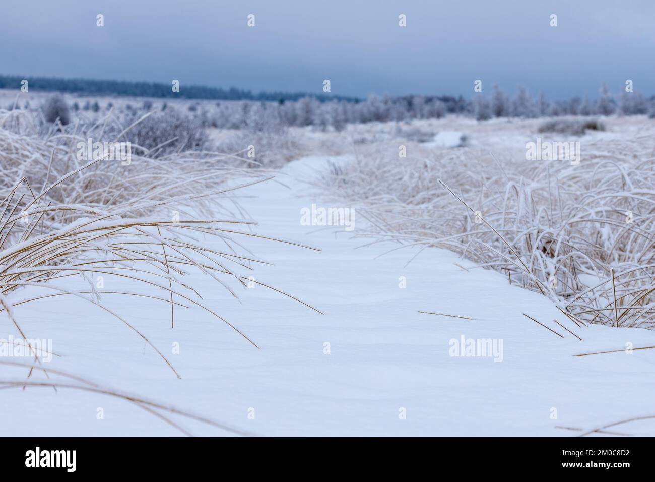 Winter landscape in the high fens in the Belgium Ardennes. A unique ...