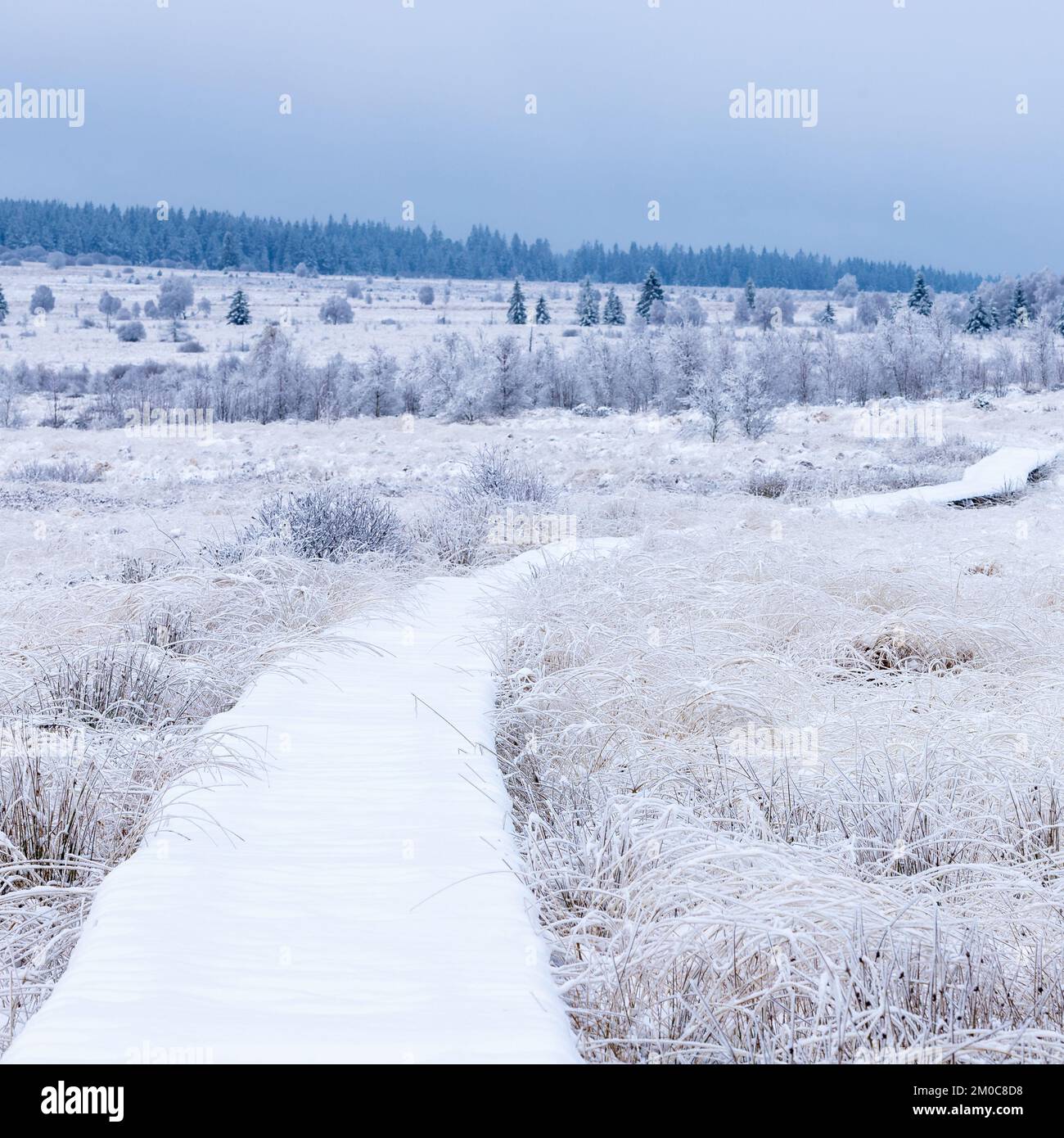 Winter landscape in the high fens in the Belgium Ardennes. A unique ...