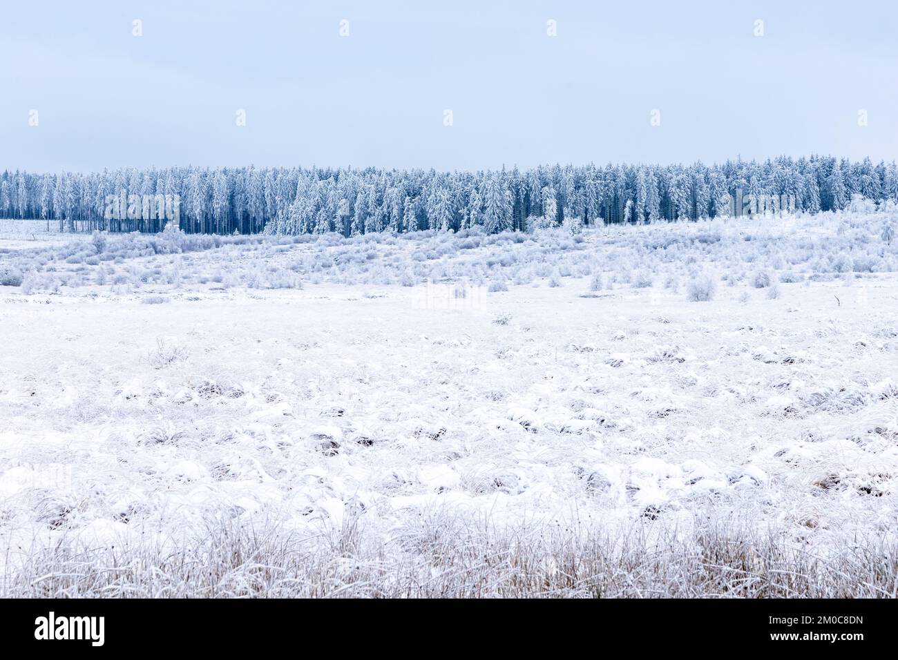 Winter landscape in the high fens in the Belgium Ardennes. A unique ...