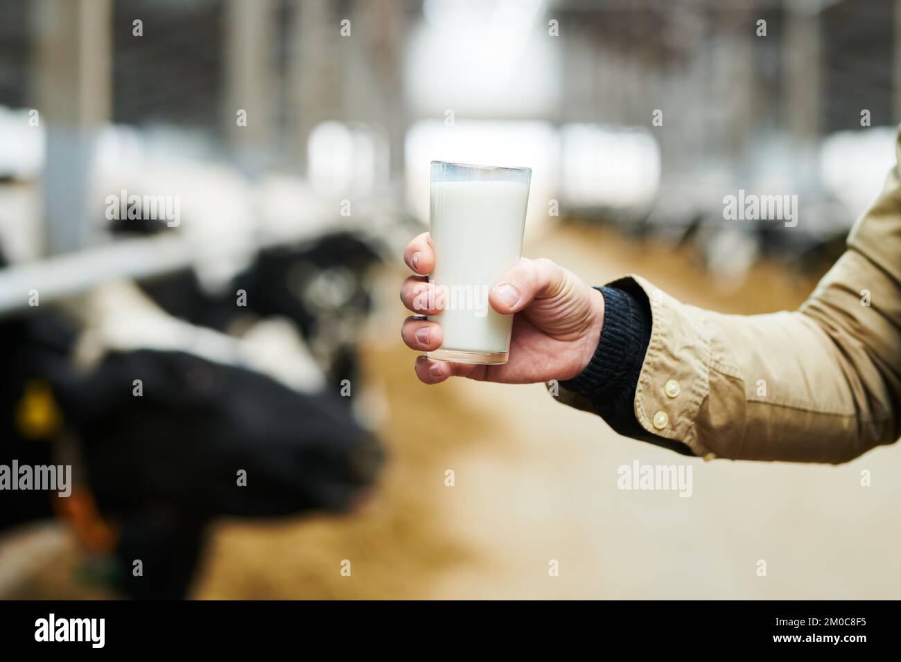 Healthy livestock healthy cows hi-res stock photography and images - Alamy
