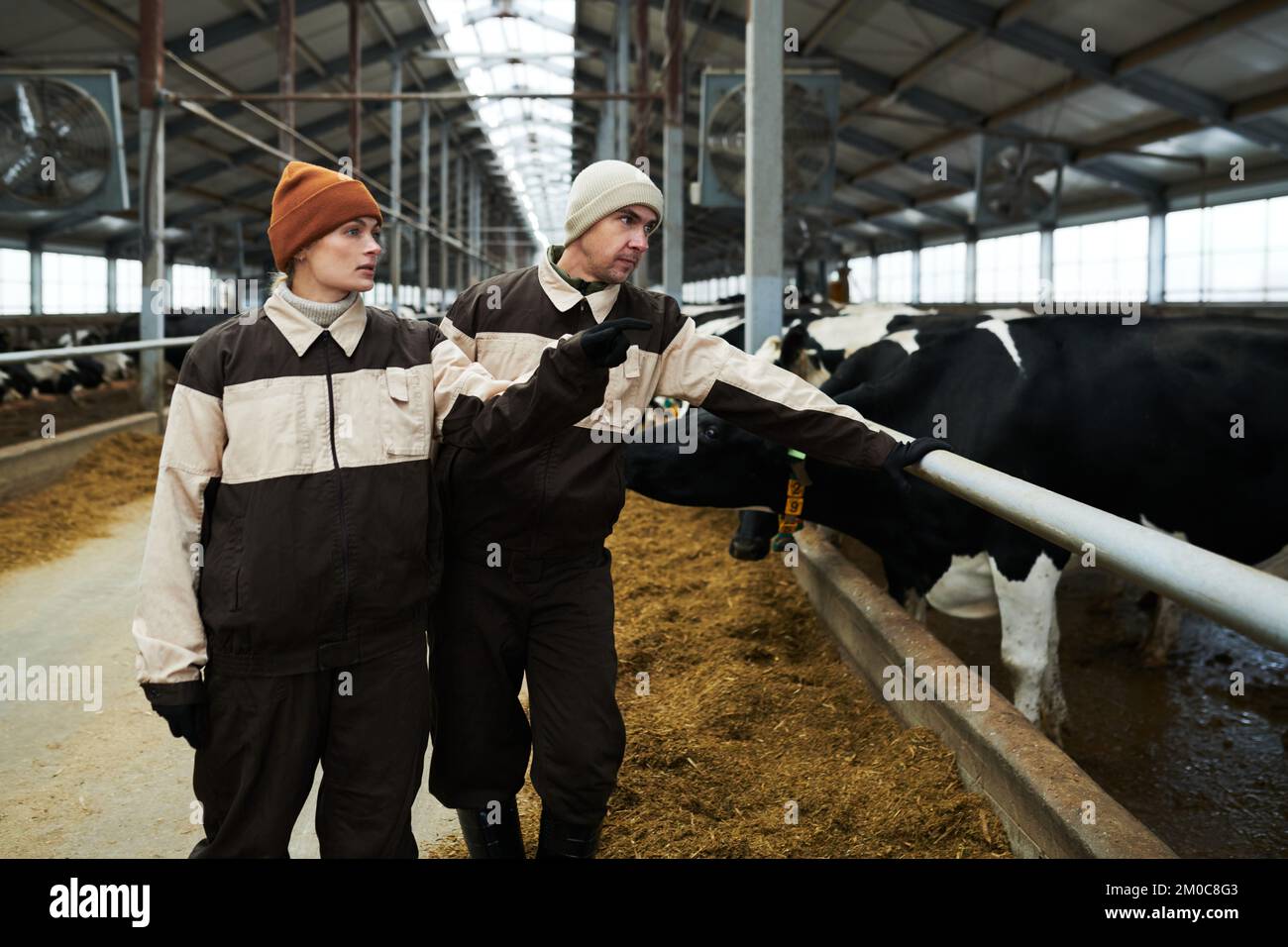 Young female worker of cowfarm pointing at group of purebred cows ...