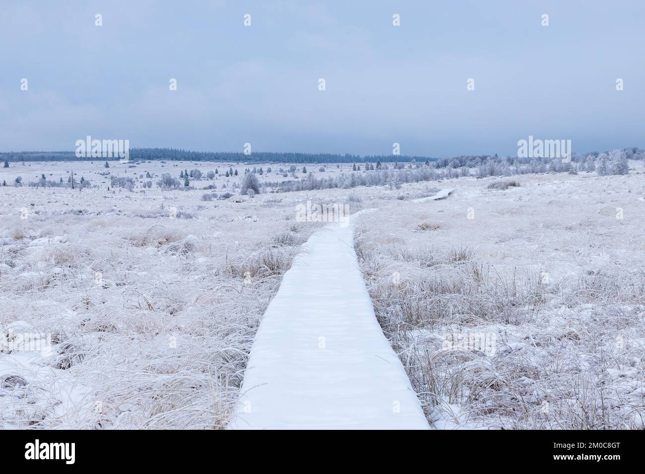 Winter landscape in the high fens in the Belgium Ardennes. A unique ...