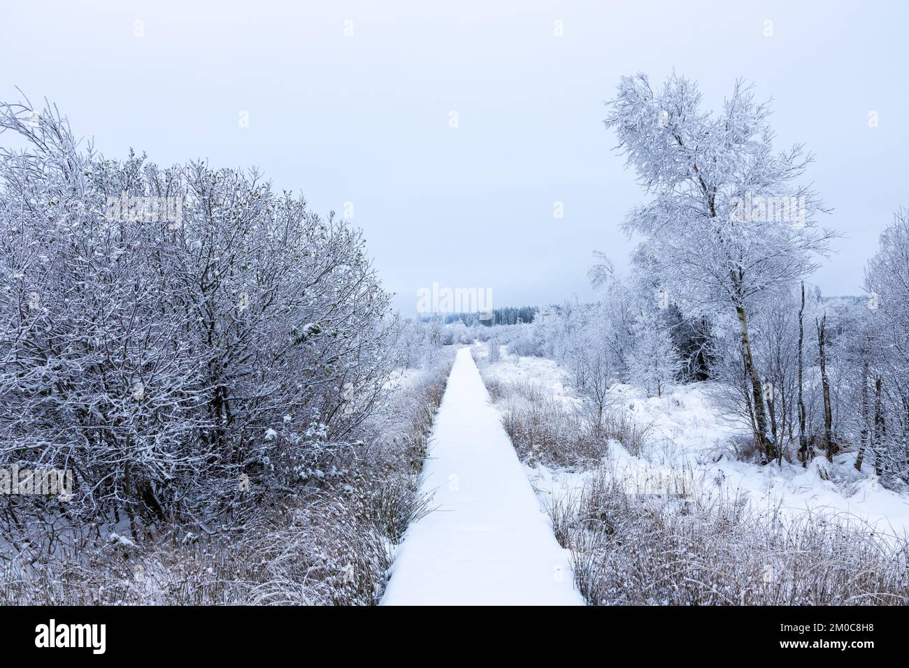 Winter landscape in the high fens in the Belgium Ardennes. A unique ...