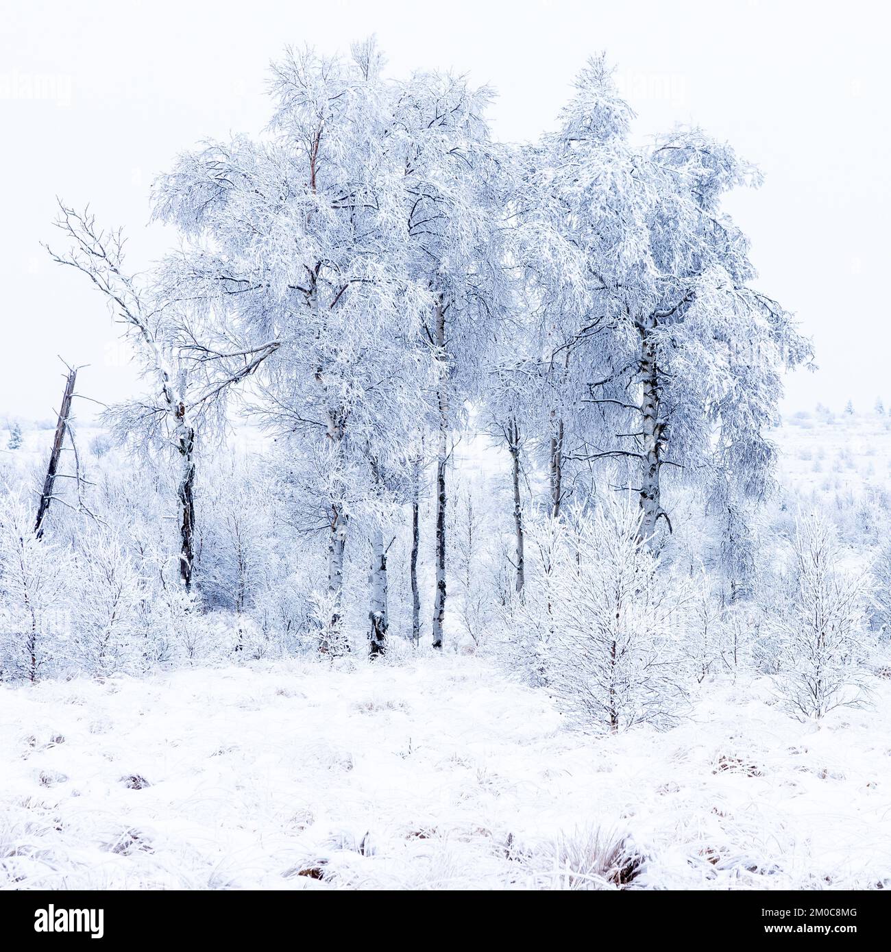 Winter landscape in the high fens in the Belgium Ardennes. A unique ...