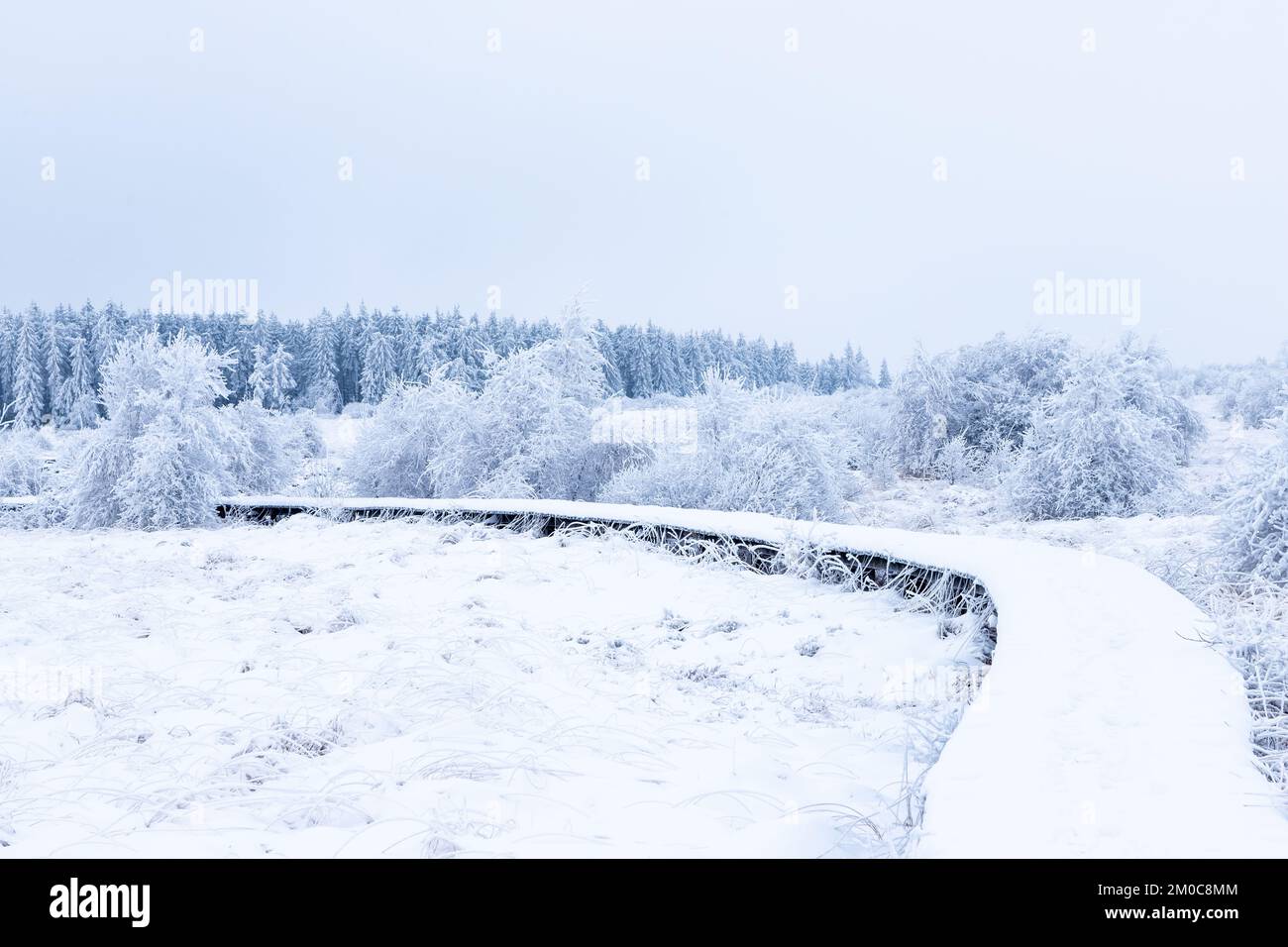 Winter landscape in the high fens in the Belgium Ardennes. A unique ...