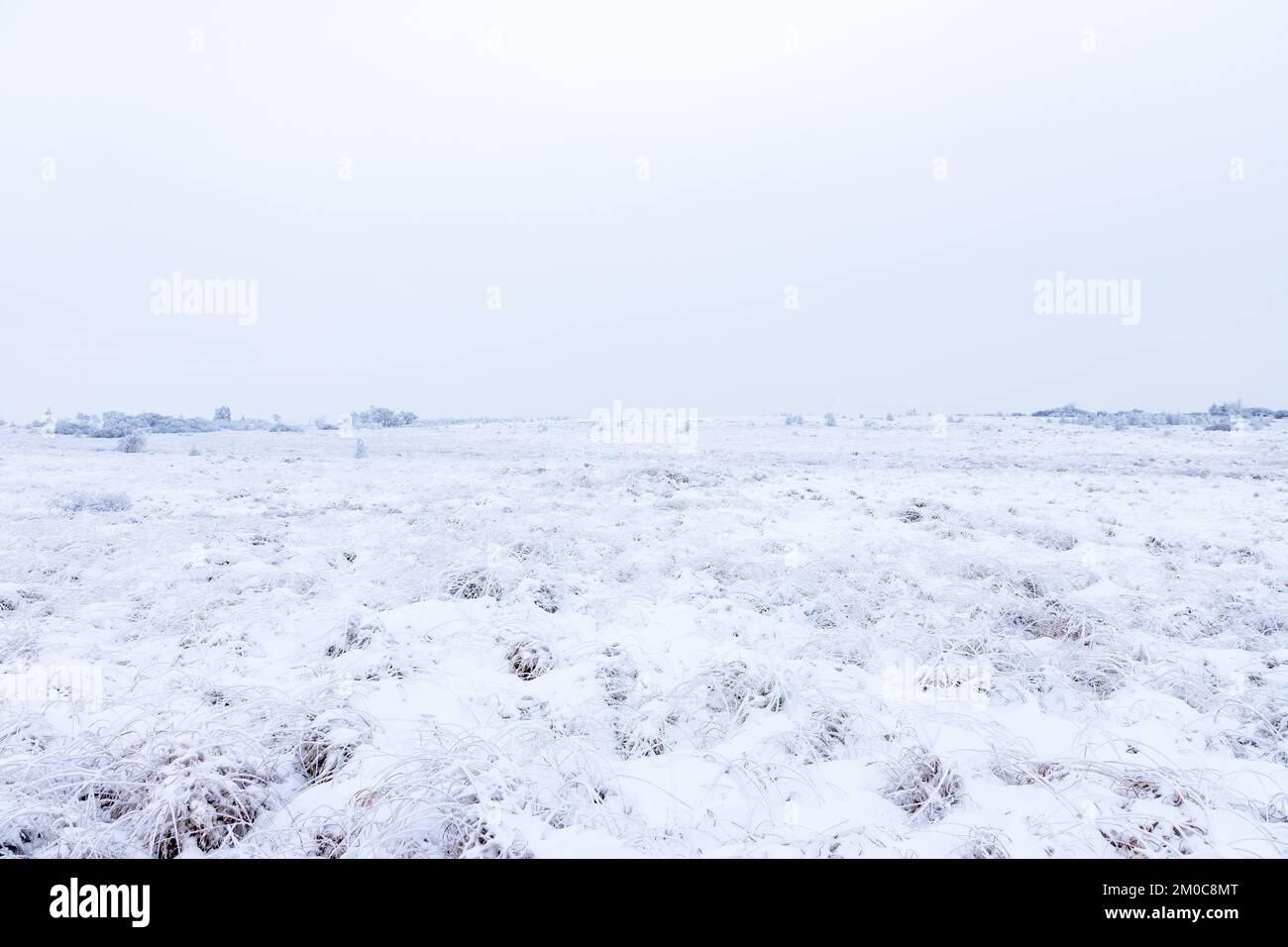 Winter landscape in the high fens in the Belgium Ardennes. A unique ...