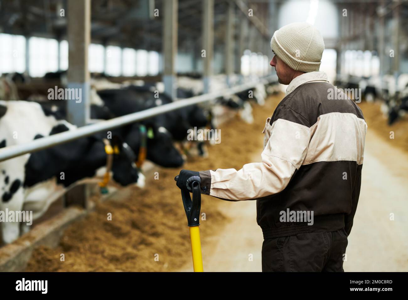 Back view of young male worker of cowfarm with worktool standing in ...