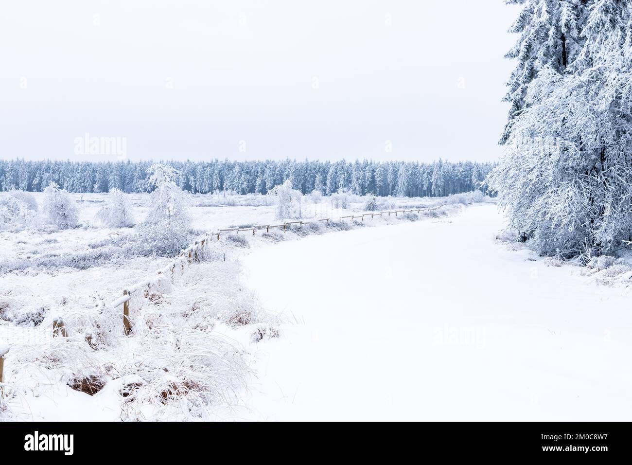 Winter landscape in the high fens in the Belgium Ardennes. A unique ...