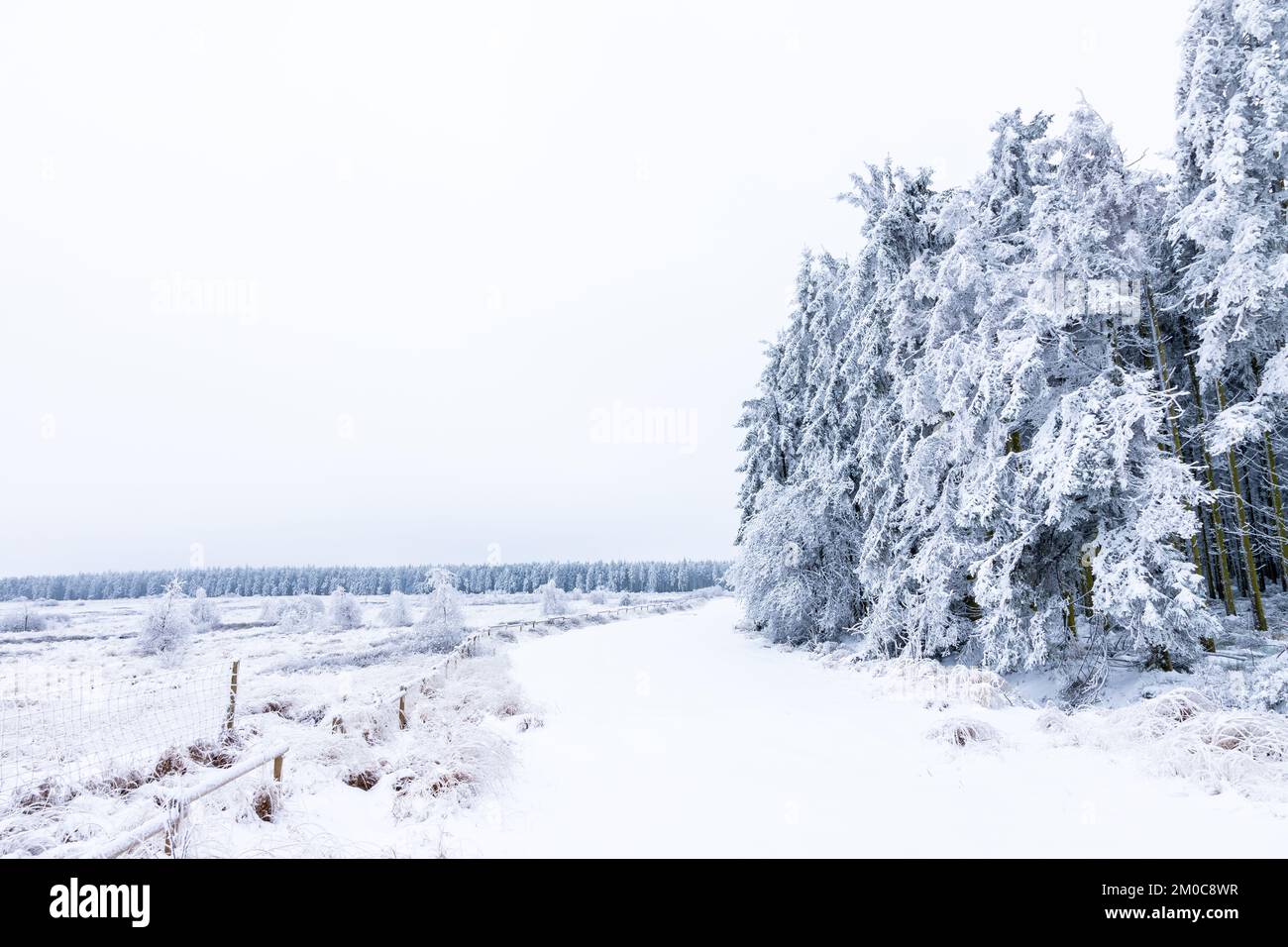 Winter landscape in the high fens in the Belgium Ardennes. A unique ...
