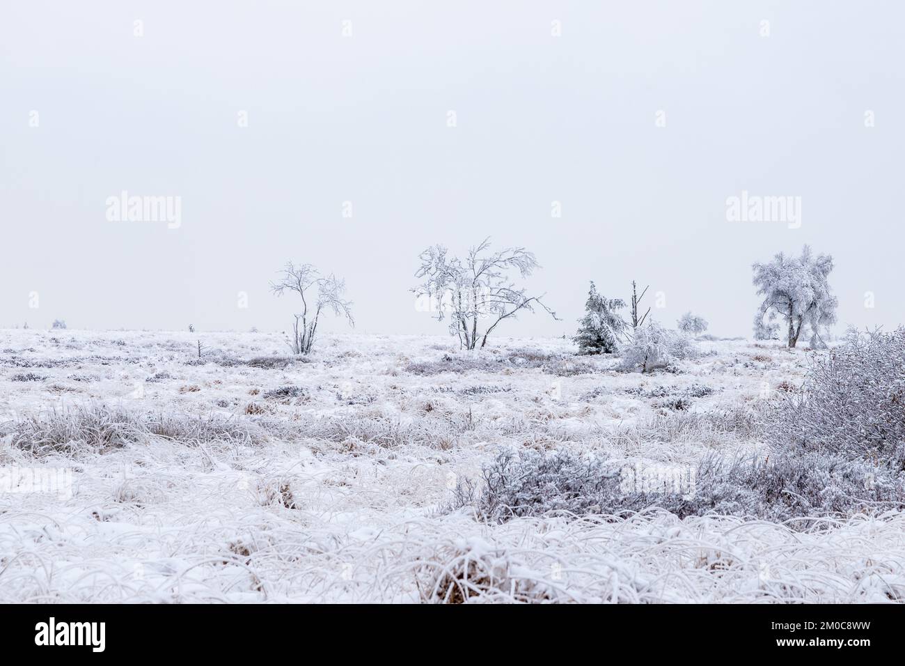 Winter landscape in the high fens in the Belgium Ardennes. A unique ...
