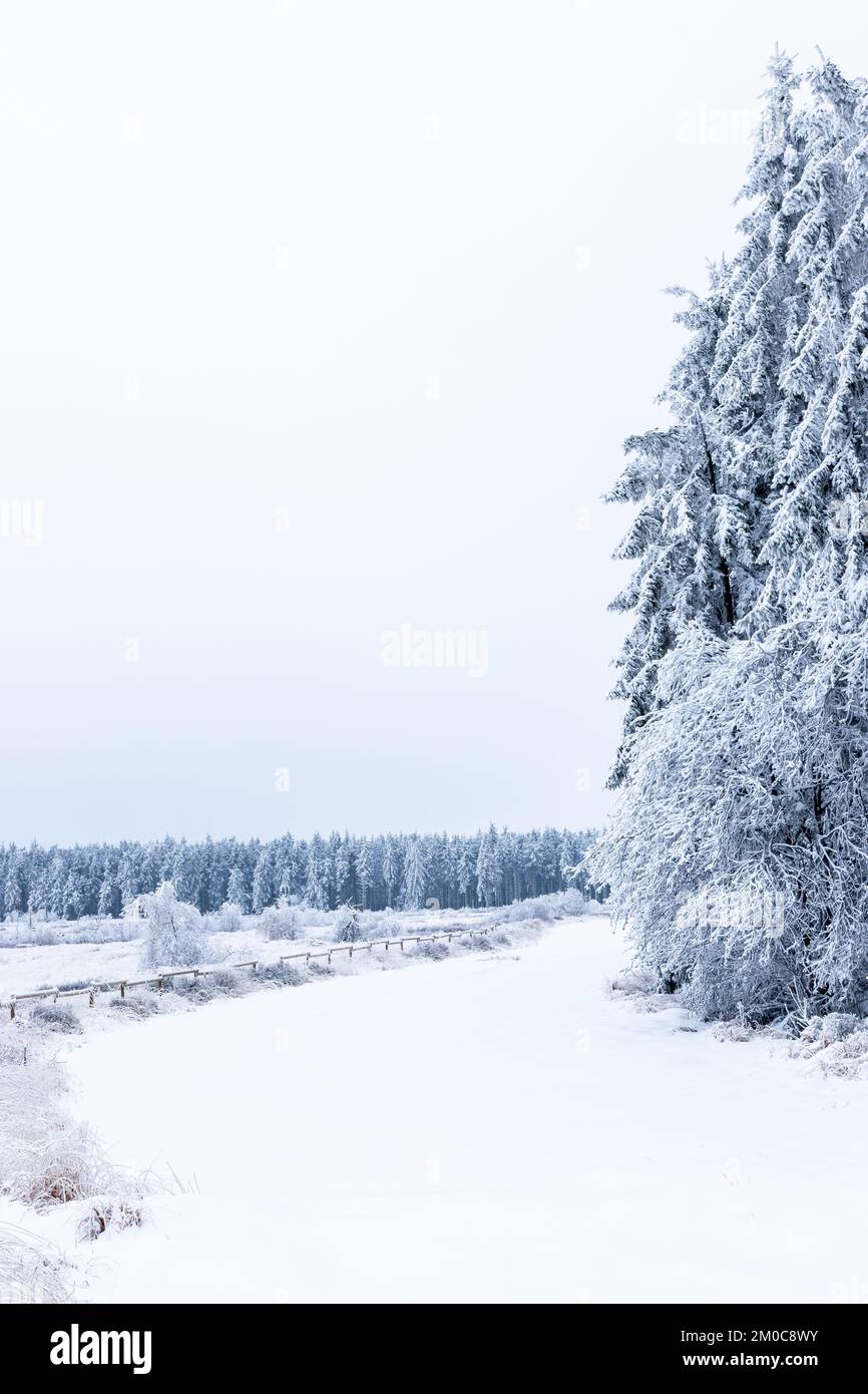 Winter landscape in the high fens in the Belgium Ardennes. A unique ...