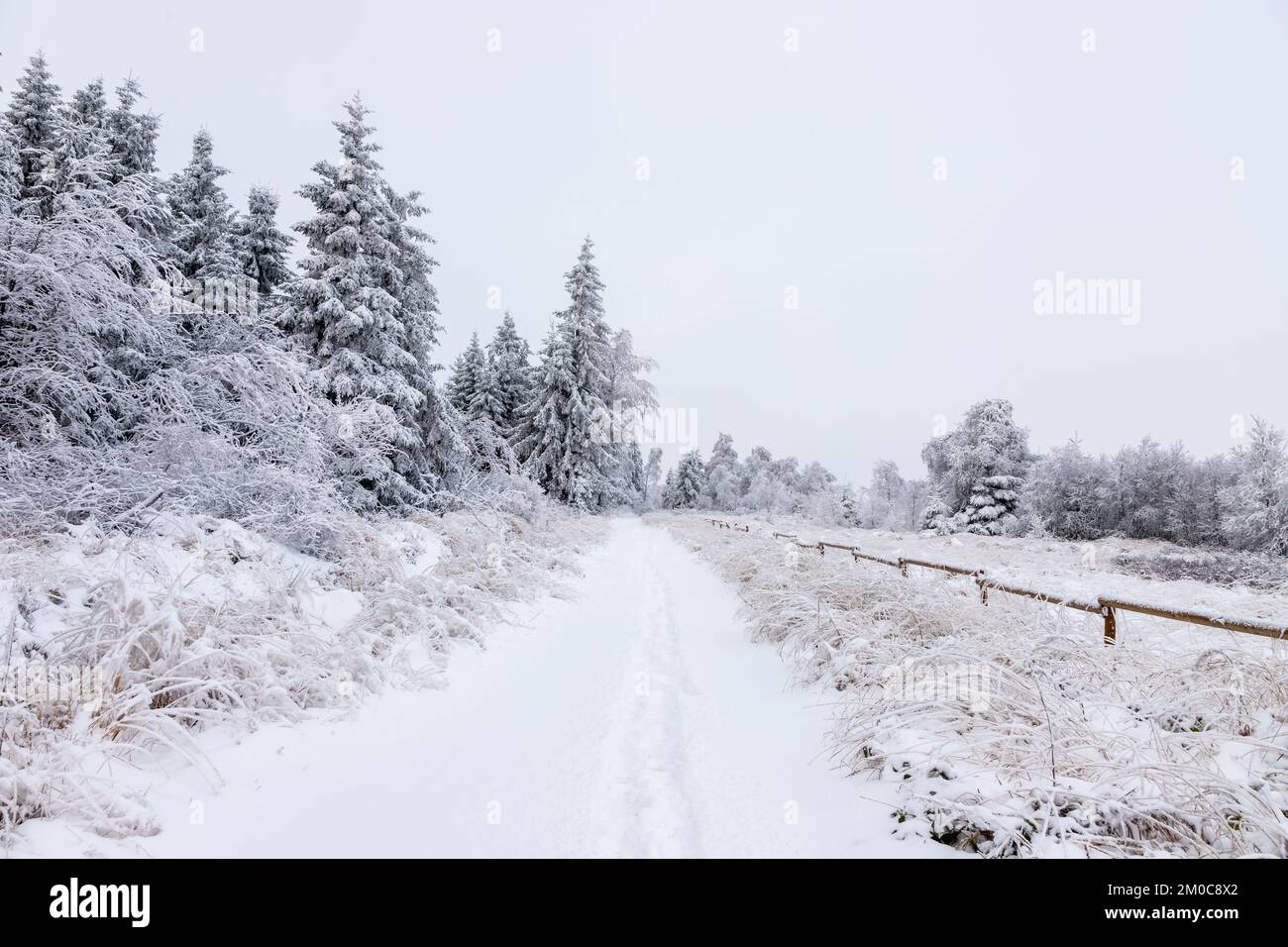 Winter landscape in the high fens in the Belgium Ardennes. A unique ...