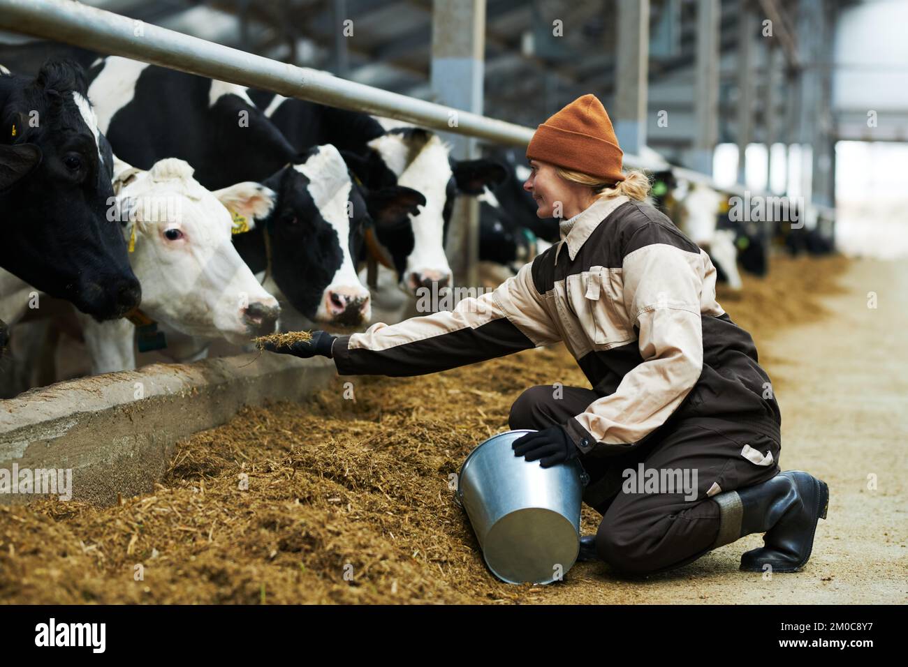 Side view of young careful farmer with bucket stretching hand with pile ...
