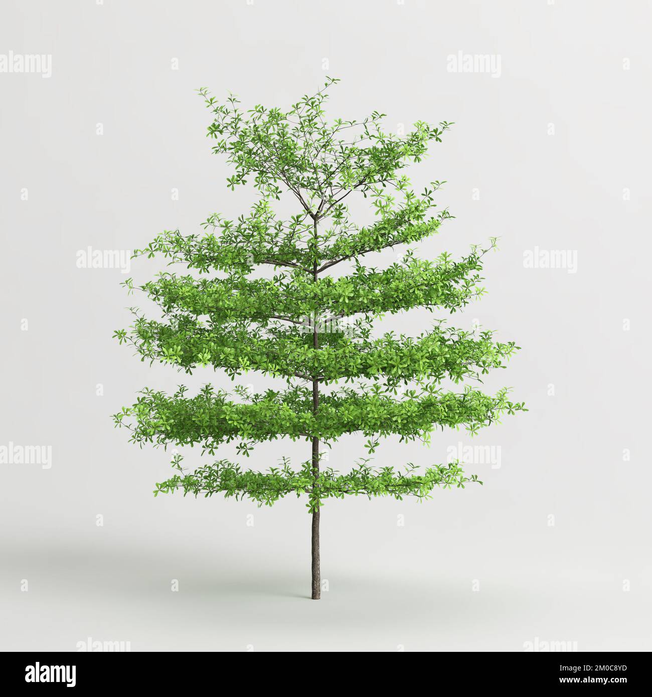 3d illustration of Terminalia mantaly trees isolated on white ...
