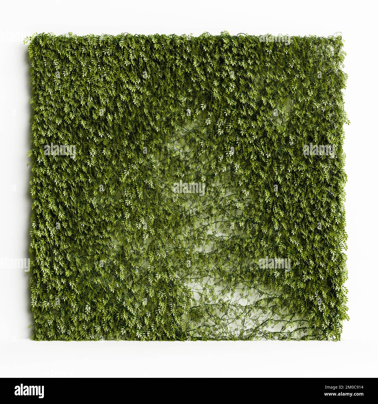 3d illustration of wall tree isolated on white background Stock Photo ...