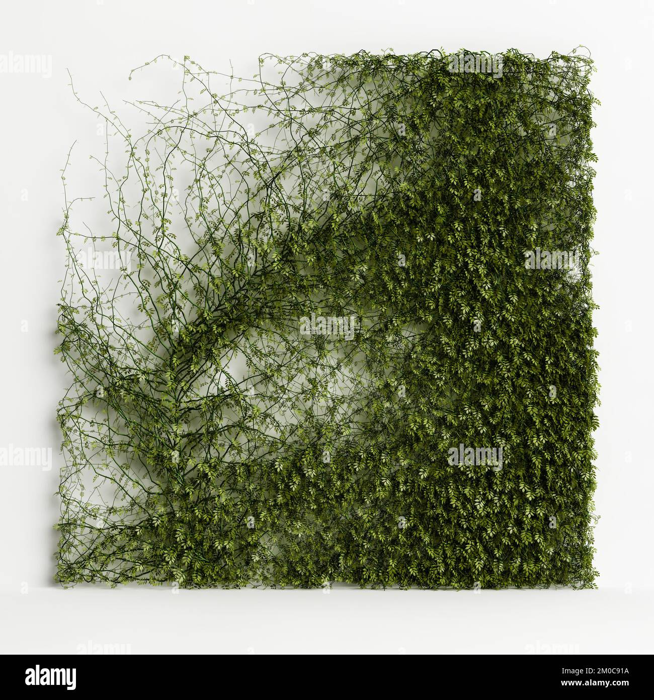 3d illustration of wall tree isolated on white background Stock Photo ...