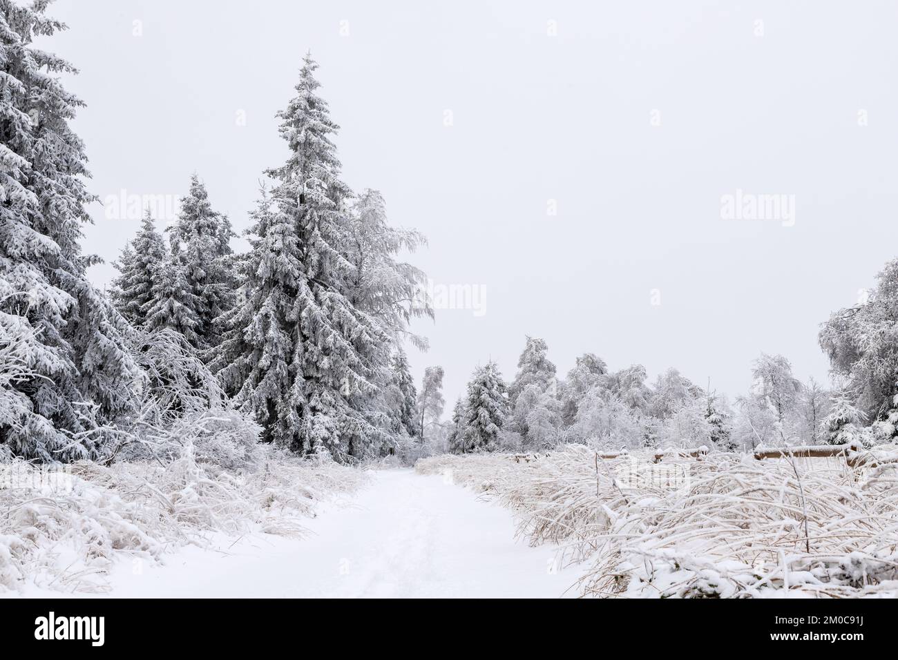 Winter landscape in the high fens in the Belgium Ardennes. A unique ...