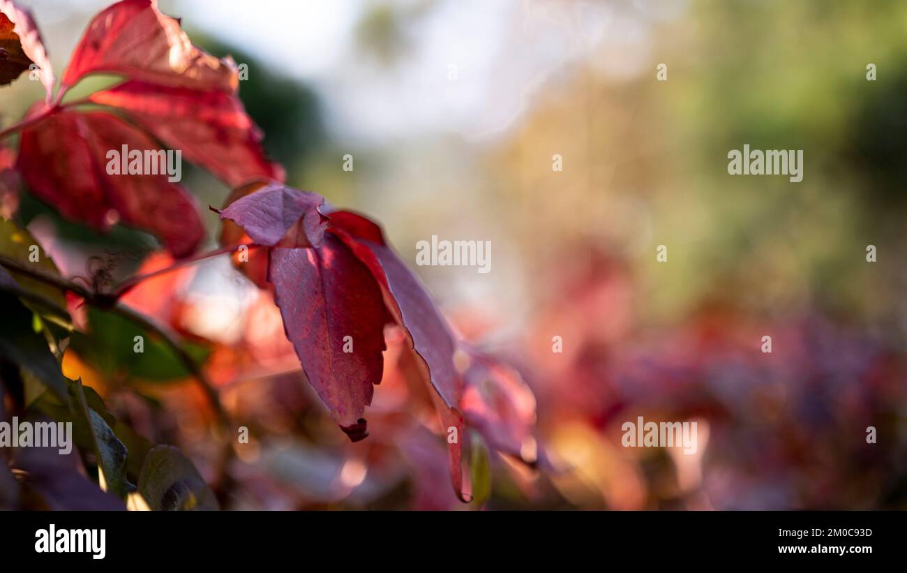 Yellow, Red, Green maple leaves during autumn season with warm sunlight ...