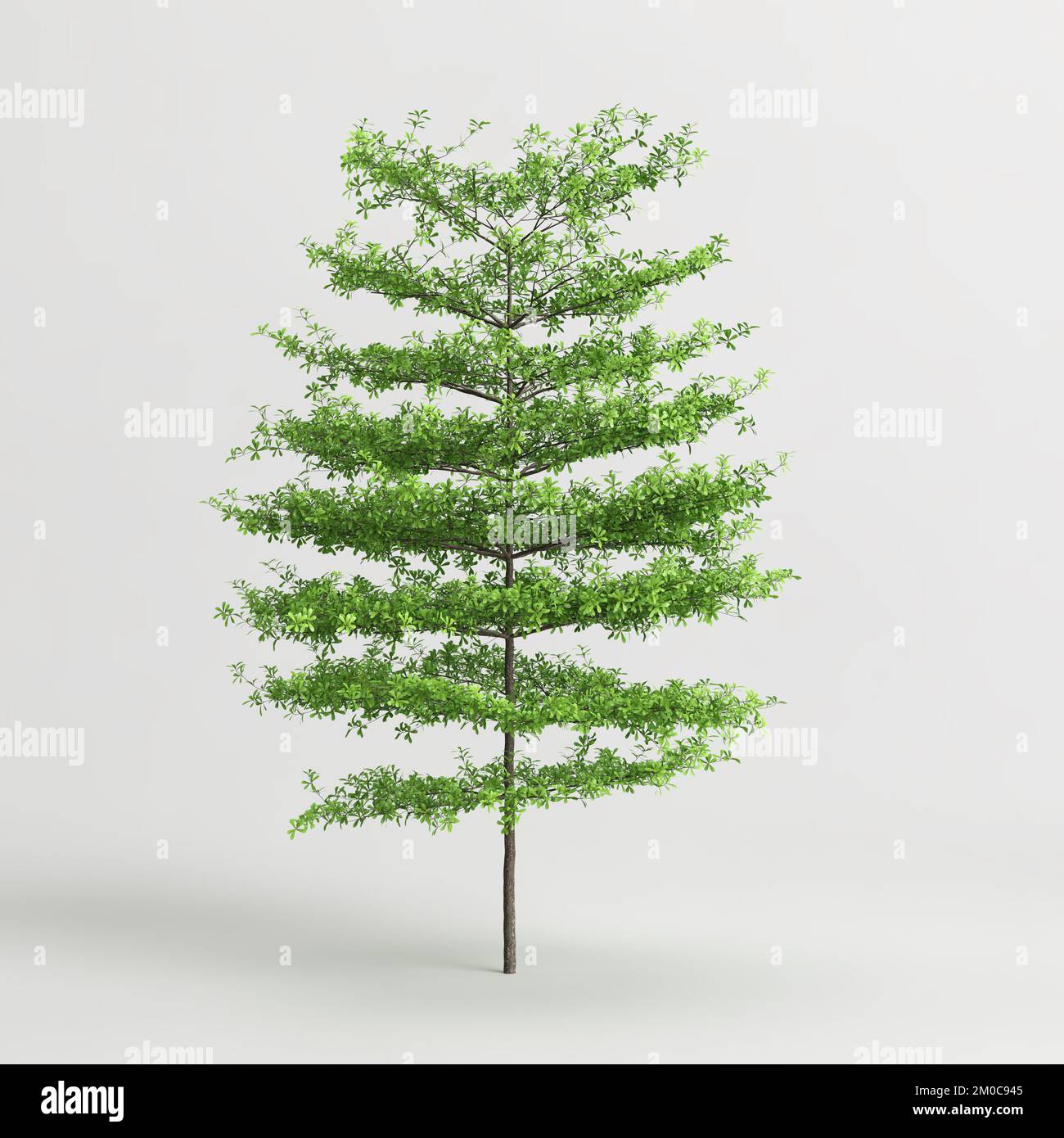 Terminalia mantaly hi-res stock photography and images - Alamy