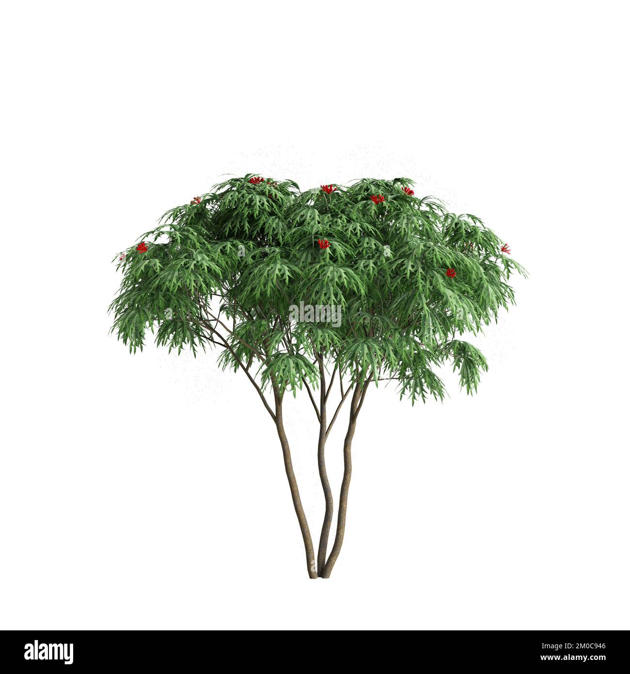 3d illustration of Jatropha trees isolated on white background Stock ...